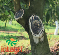 Manejo de Trips en el Cultivo de Aguacate | Intagri S.C.